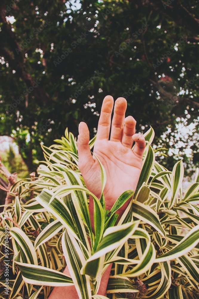 hand, plants, hand, sky, woman, feet, foot, people, finger, nature ...