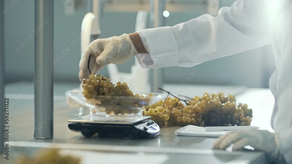 Female hands putting Bunch of grapes in weighing tray of weight scales ...