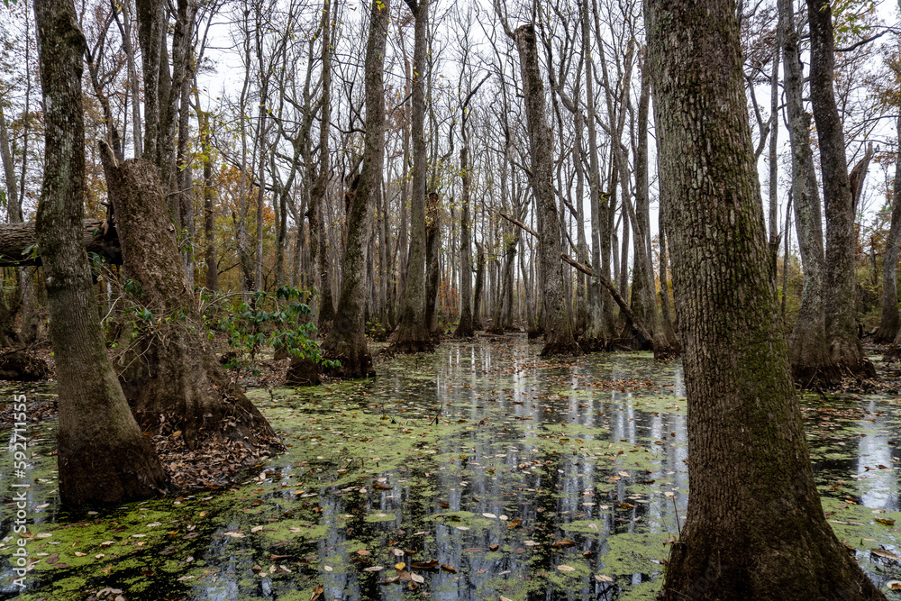 Cypress Swamp along Natchez Trace Parkway and Natchez Trace National ...