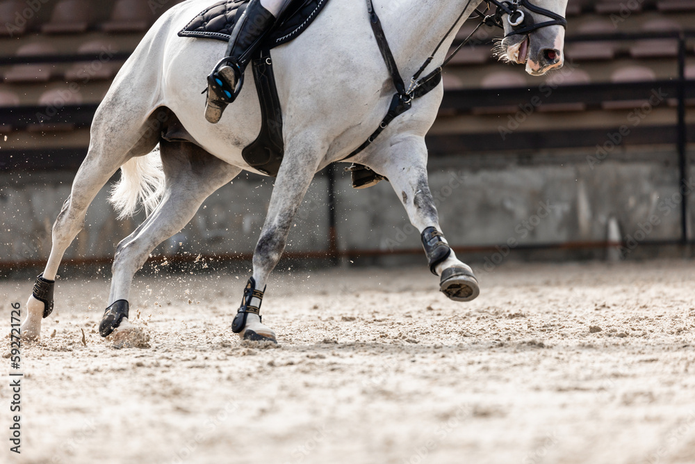 Horse jumping, Equestrian sports, Show jumping. The rider. Horse legs ...