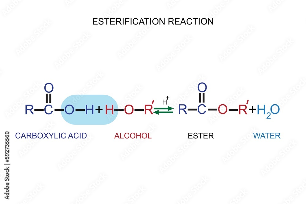 conversion of carboxylic acids to esters using acid and alcohols. Esterification reaction ...