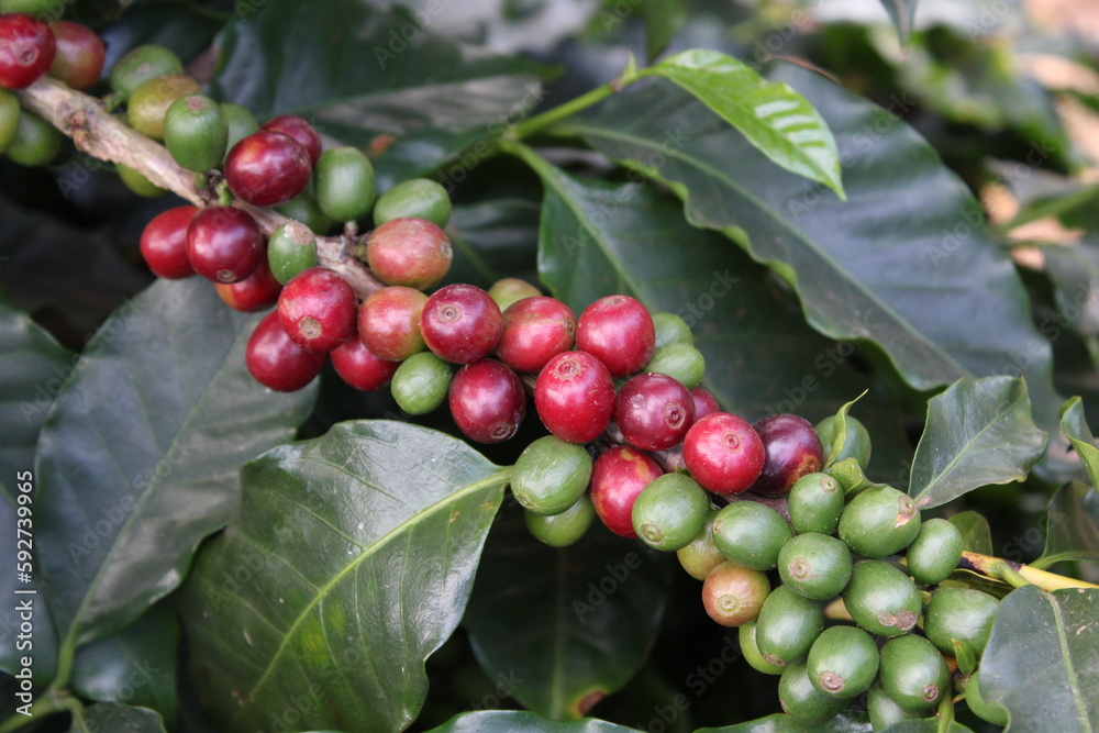 Plantação de café planta de café fruto do café vermelho Stock Photo ...