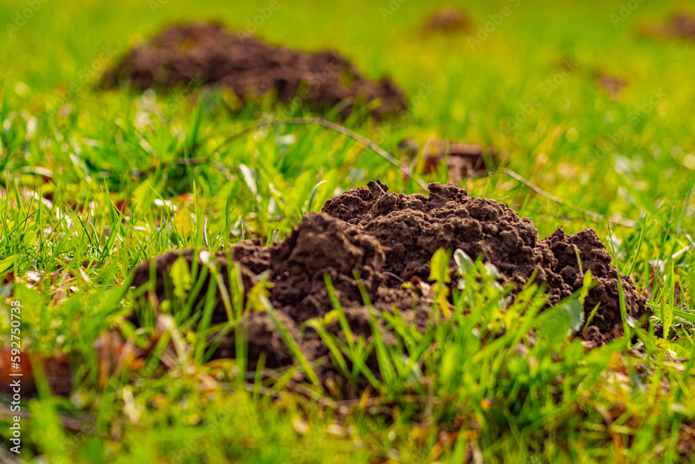 The mole pushed off the ground and made piles of ground Stock Photo ...