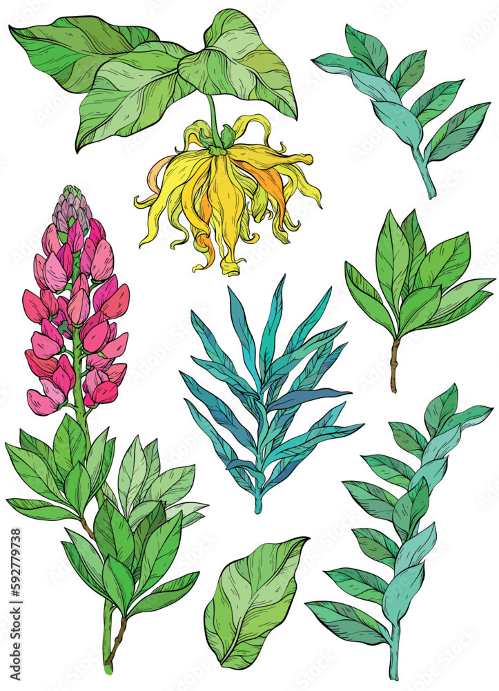 ylang ylang and lupine flowers and leaves vector clip art, set of ...
