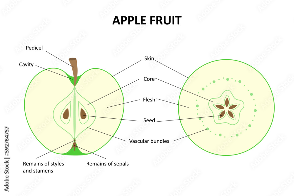 Vetor de The internal structure of the fruit of the apple tree ...
