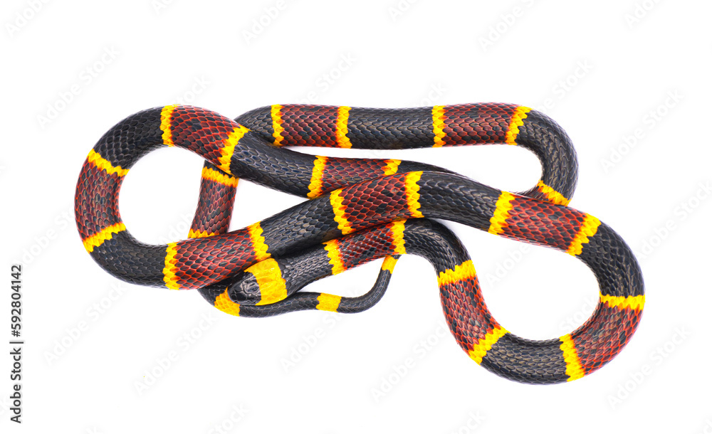 Venomous Eastern coral snake - Micrurus fulvius - close up macro of ...