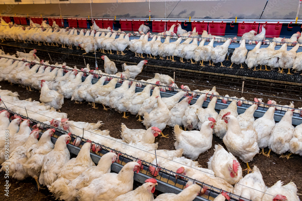 Breeding roosters and hens for meat feed inside the breeding area of a ...