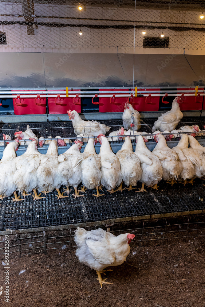 Breeding roosters and hens for meat feed inside the breeding area of a ...