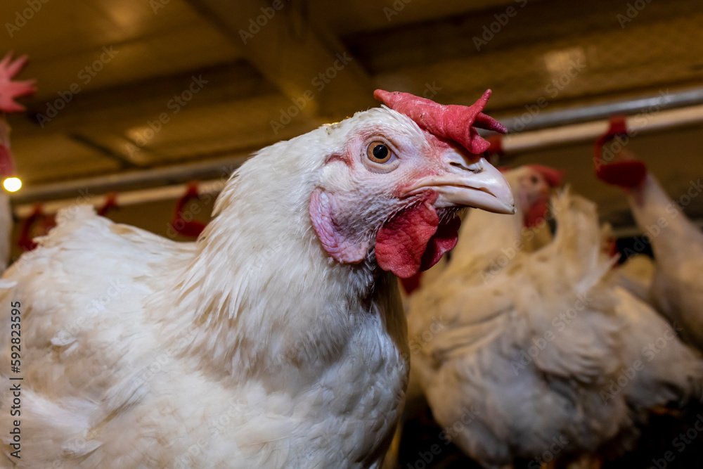 Foto de Breeding roosters and hens for meat feed inside the breeding ...