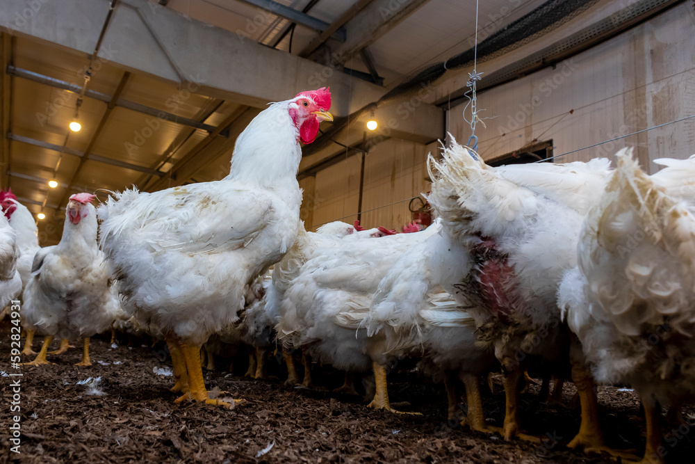 Breeding roosters and hens for meat feed inside the breeding area of a ...