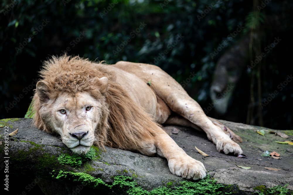 The white lion is a rare color mutation of the lion, specifically the ...