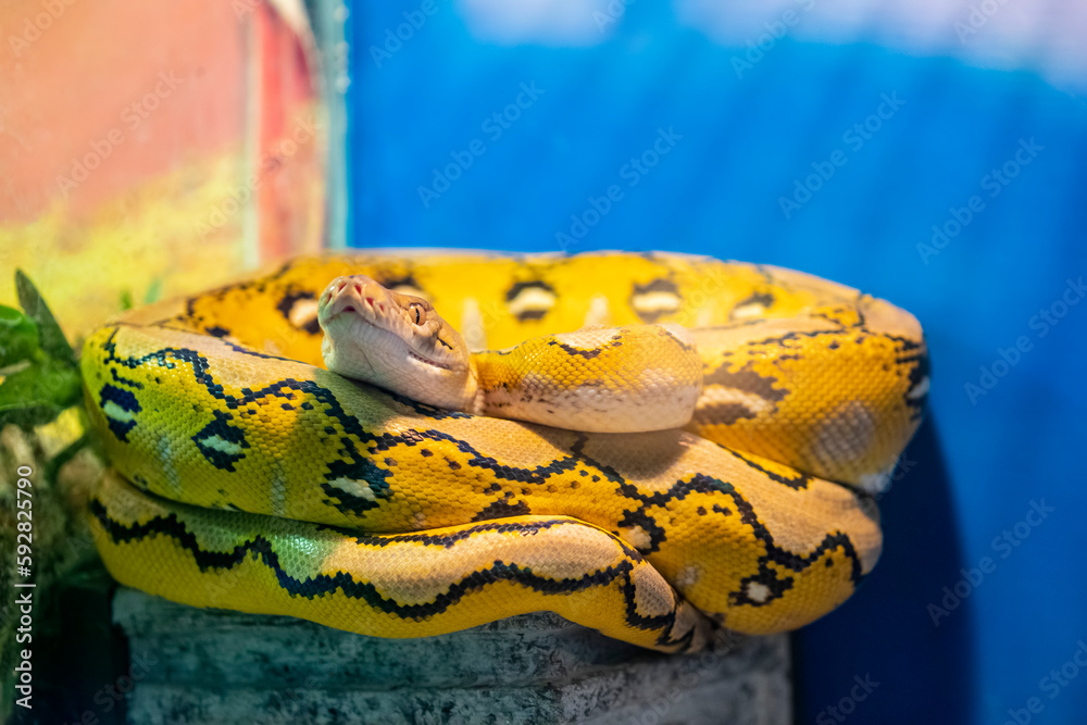 The reticulated python (Malayopython reticulatus) is a species of snake ...