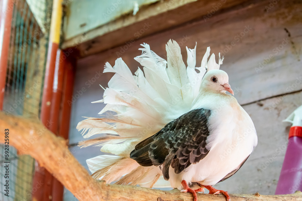 The Fantail is a popular breed of fancy pigeon, It is characterised by ...