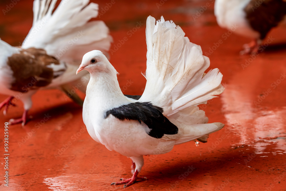 The Fantail is a popular breed of fancy pigeon, It is characterised by ...