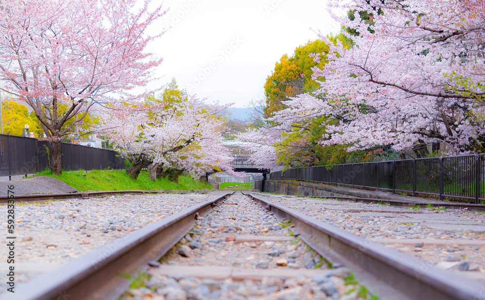 Row of Pink Sakura Trees Tunnel in Spring at Keage Incline, One of most ...