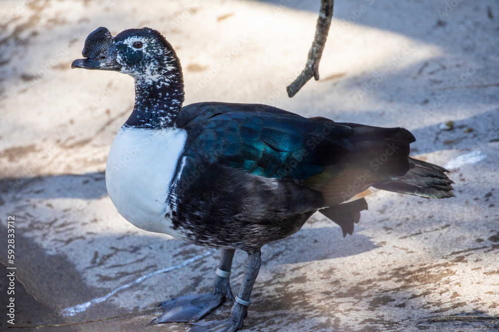 The male comb duck (Sarkidiornis sylvicola), is an unusual duck, found ...
