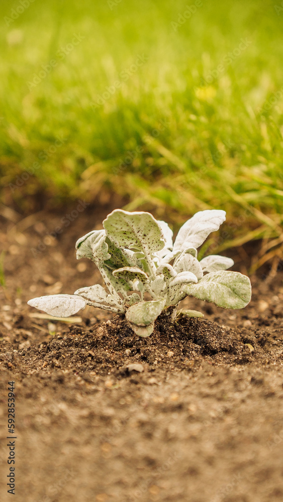 Fresh green sprouts of vegetables in spring on the field, soft focus ...