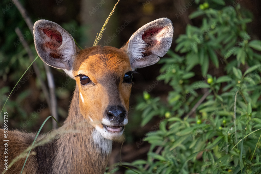 Beautiful portrait of a Bush Buck, (Tragelaphus scriptus) which is a ...