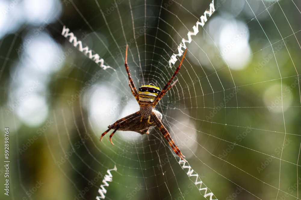 Spiders make their webs from silk, a natural fibre made of protein ...