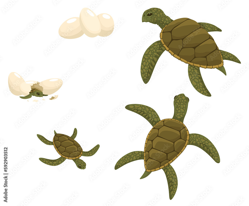 Sea turtle life cycle set. Sequence of stages of development of turtle ...