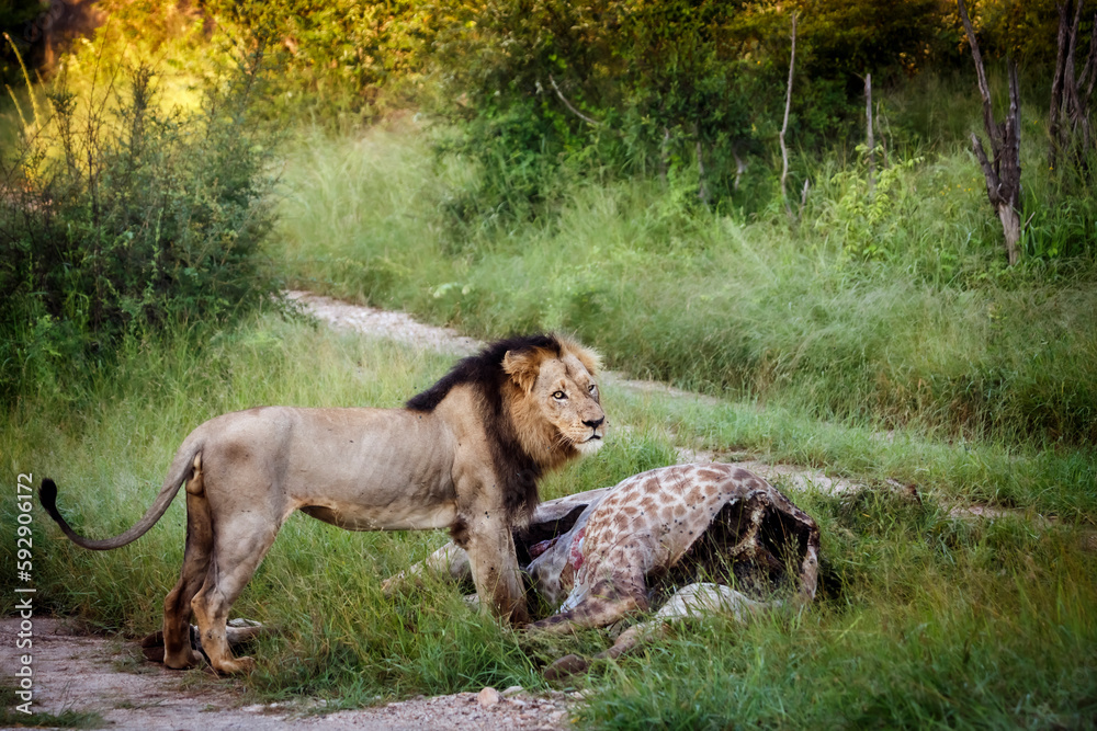 African lion male eating a giraffe carcass in Kruger National park ...