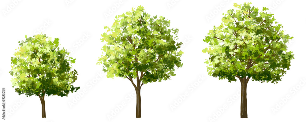 Vector watercolor of tree side view isolated on white background for ...