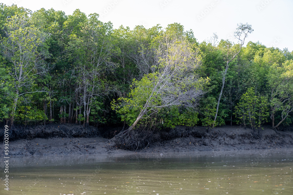 Mangrove forest, including trees and shrubs that grow in saline coastal ...