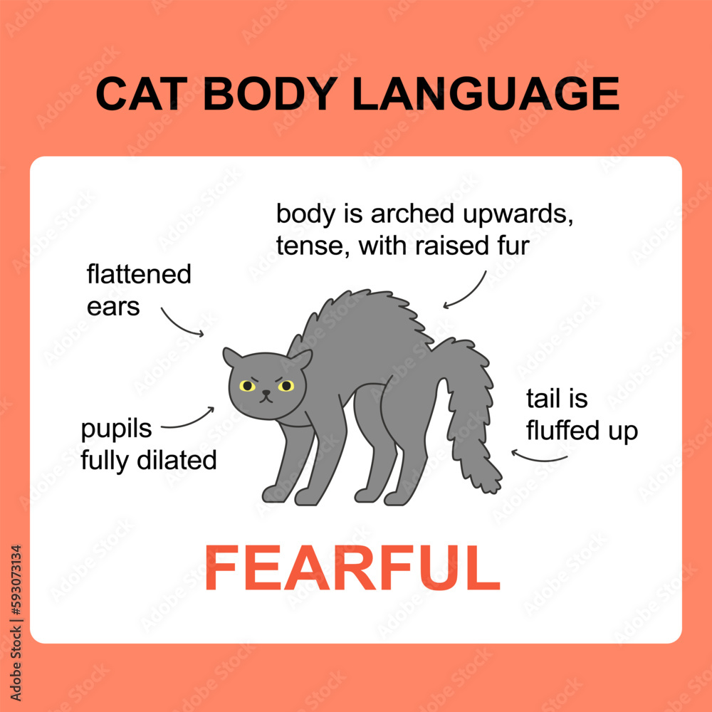 Cat body language behavior fearful signals. Card with information for ...