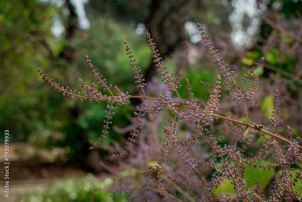 purple rain - astilbe chinensis - flowering purple astilbe in summer ...