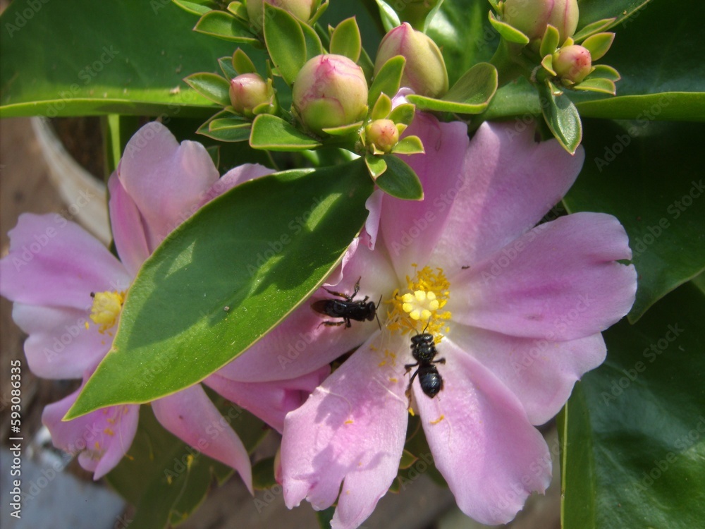 Foto bem de perto de uma flor de ora-pro-nobres, com pequenas abelhas ...