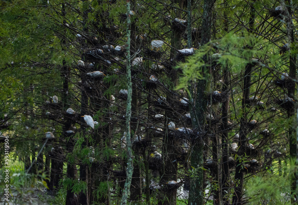 The Rookery: A Cattle Egret rookery nested in the many branches of ...