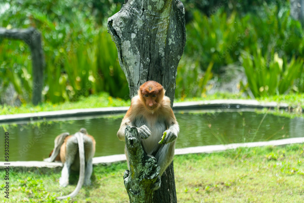 A group of proboscis monkeys in a rainforest. Borneo. Labuk bay ...