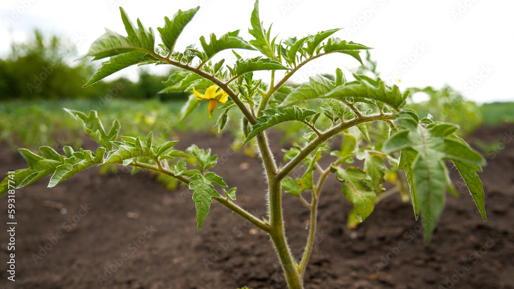 A tomato bush in the garden in the spring sways in the wind. A yellow ...