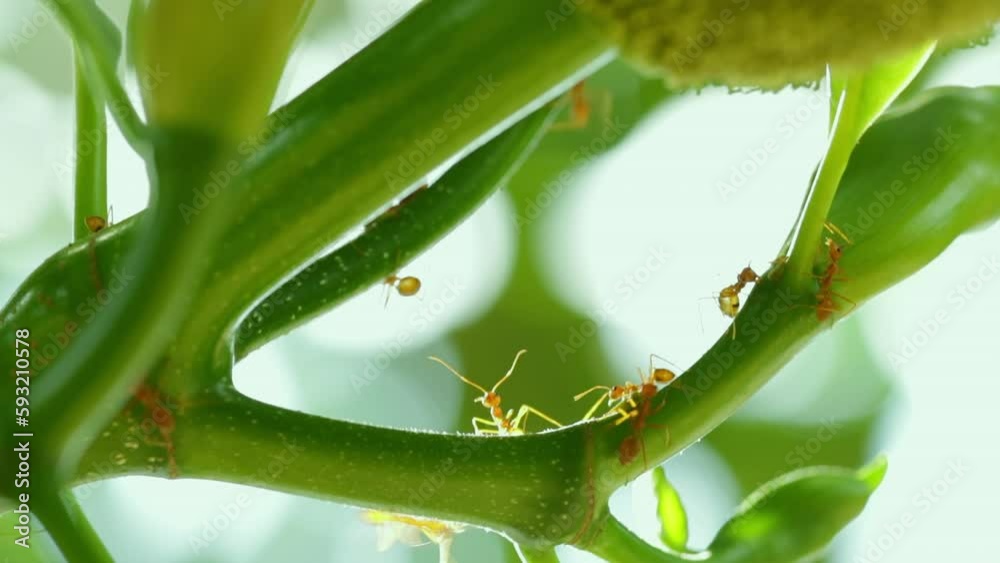 Close up view with a faint sound. Colony of Weaver ant or red ants on ...