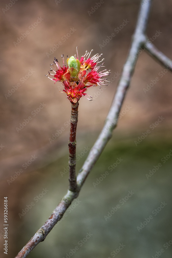 The first signs of Spring are the buds opening on the branches of the ...
