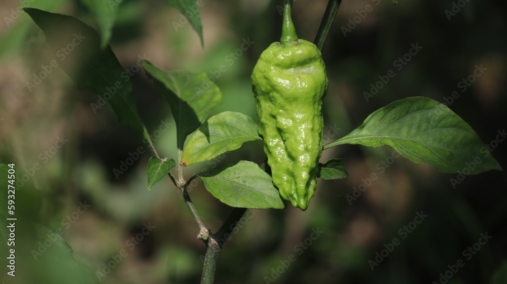 The ghost pepper, also known as bhut jolokia ( lit. 'Bhutan pepper' in ...