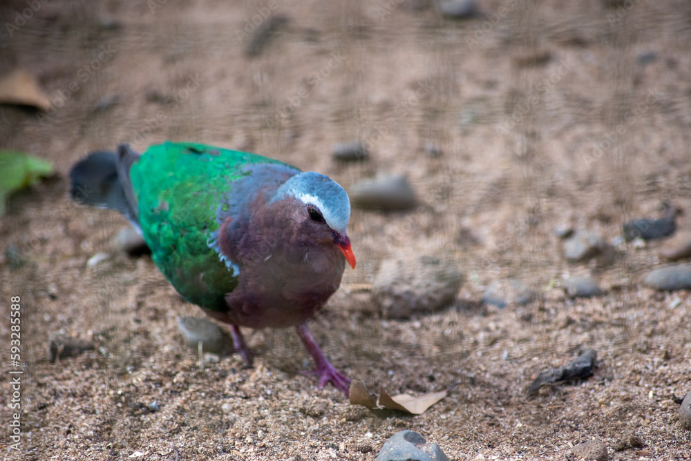 Chalcophaps indica, The common emerald dove, green dove and green ...