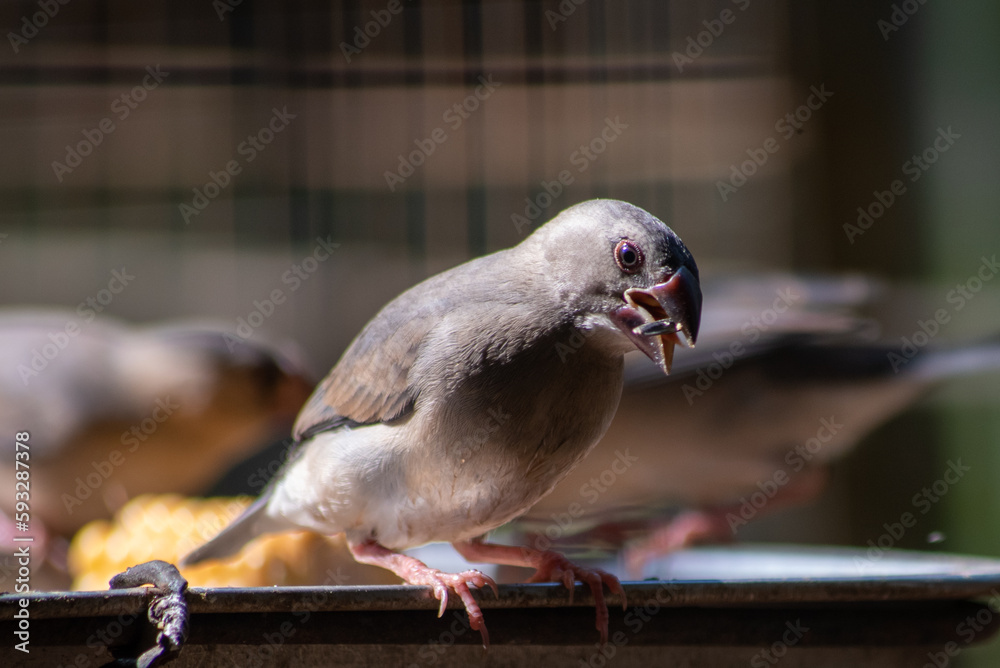 Padda oryzivora, The Java sparrow, also known as Java finch, Java rice sparrow or Java rice bird ...