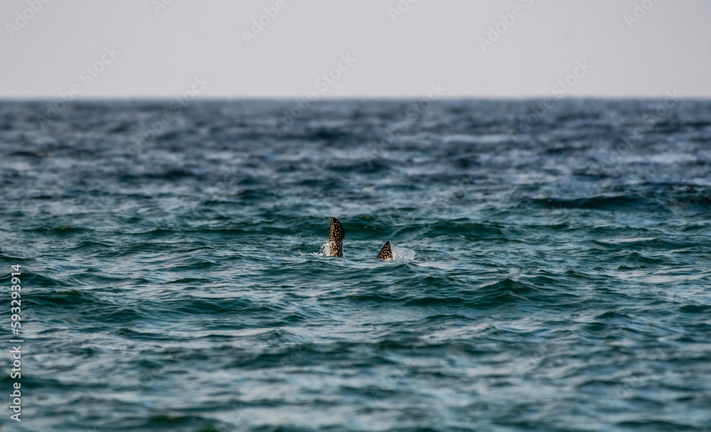 The distinctive spotted wings of an Eagle Ray, one of the largest manta ...