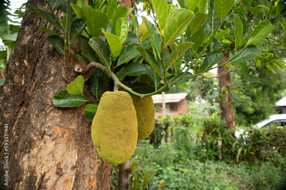 Foto de African fruits named Jackfruit scientific name Artocarpus ...