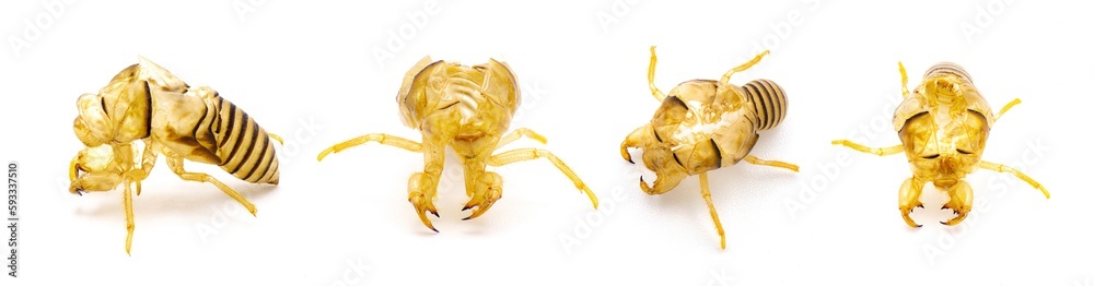 Cicada shell, ecdysis, moult, molt, exoskeleton, shed, exuviate, slough ...