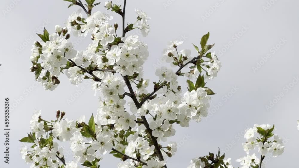 Close up footage of blooming trees with with flowers in the countryside ...