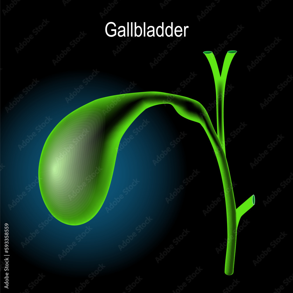 gallbladder on dark background. x-ray blue realistic. Stock Vector ...