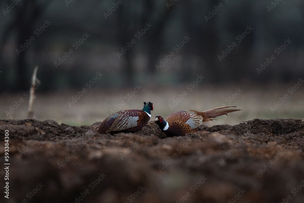 Common pheasant during cold morning. Phasianus colchicus are fighting ...
