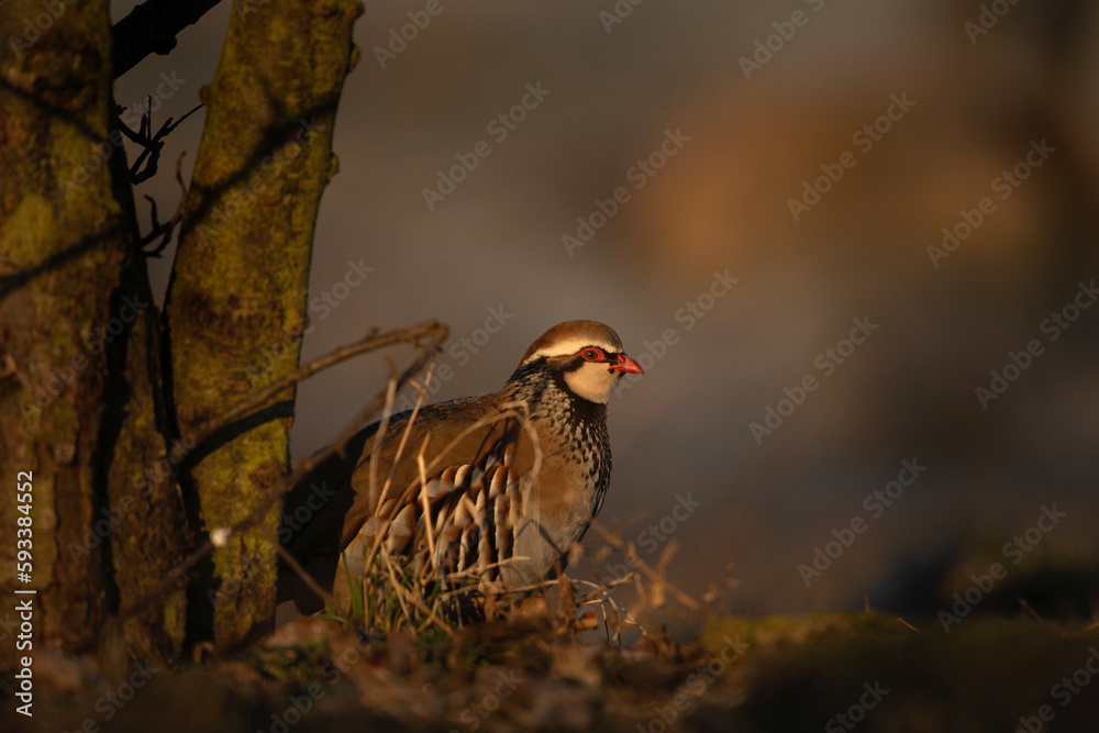 Foto de Red legged partridge during cold morning. Curious alectoris ...