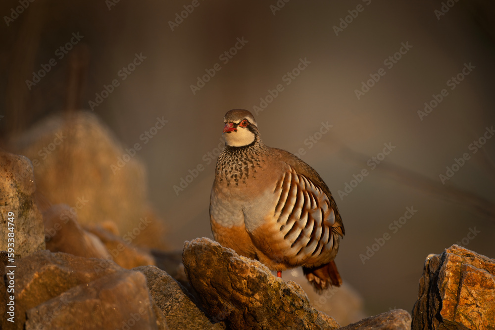 Red legged partridge during cold morning. Curious alectoris rufa on the ...