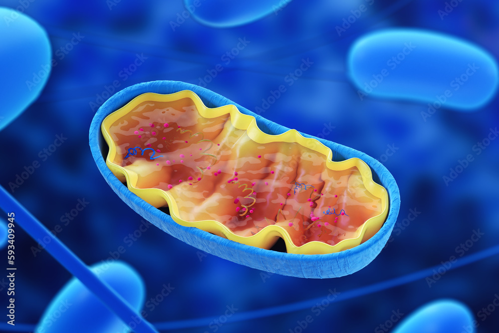Blue mitochondria organelles, which produce energy in cells. Concept of ...