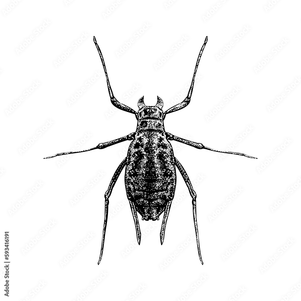 Yellow Aphids hand drawing vector isolated on background. Stock Vector ...