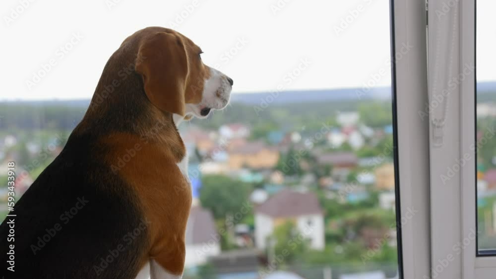Purebred dog obediently sits window, looking through transparent glass ...