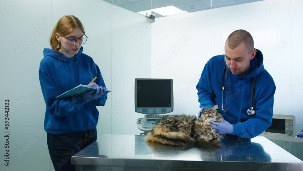 Veterinarians checking Maine Coon cat health modern veterinary clinic ...